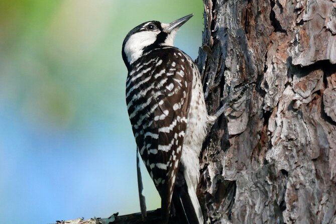 Birding and Wildlife Tour of Florida's Treasure Coast - An Authentic Look at the Treasure Coast’s Wildlife