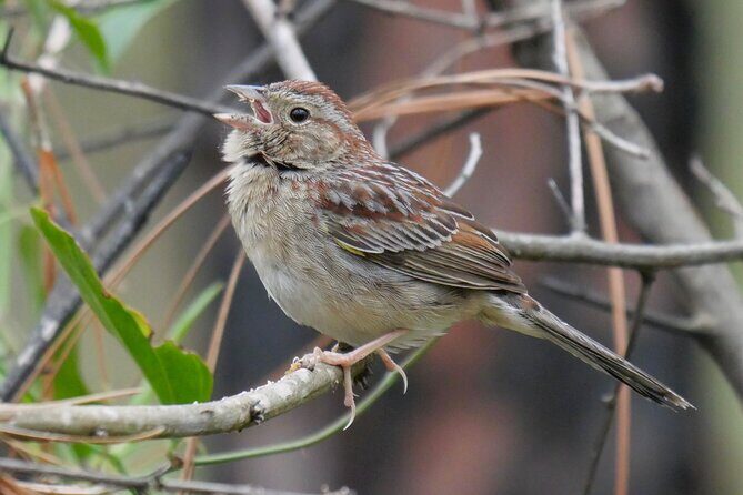 Birding and Wildlife Tour of Florida's Treasure Coast - What You’ll See and Experience