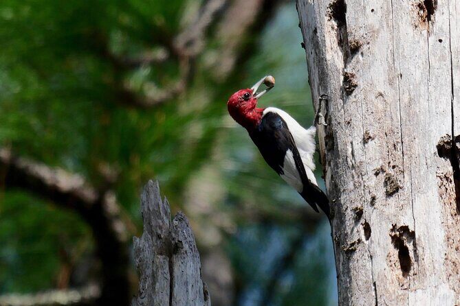 Birding and Wildlife Tour of Florida's Treasure Coast - Who Should Consider This Tour?