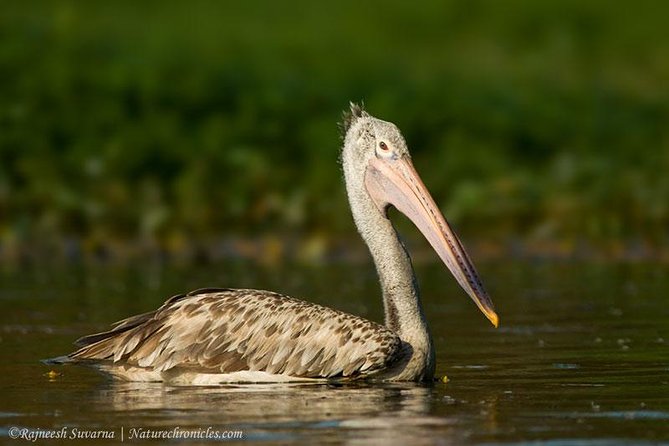 Birding & Bird Photography tour in Bangalore - Who Will Benefit Most?