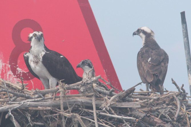 Birding By Boat on the Osprey - The Sum Up