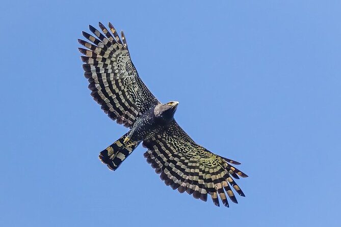 Birding for beginners - An In-Depth Look at the Birding Experience