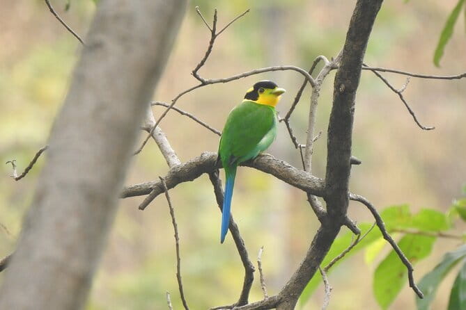 Birding Hike: Day Birdwatching in Kathmandu - Who Should Consider This Tour?