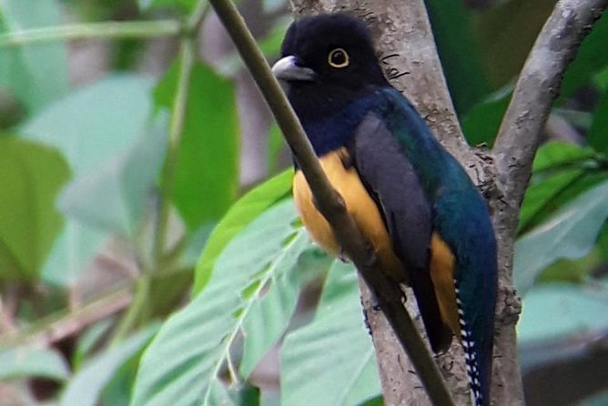 Birding in the Rainforest - Sightings and Species