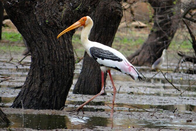 Birding trails in Delhi - How the Tour Works: Practical Details