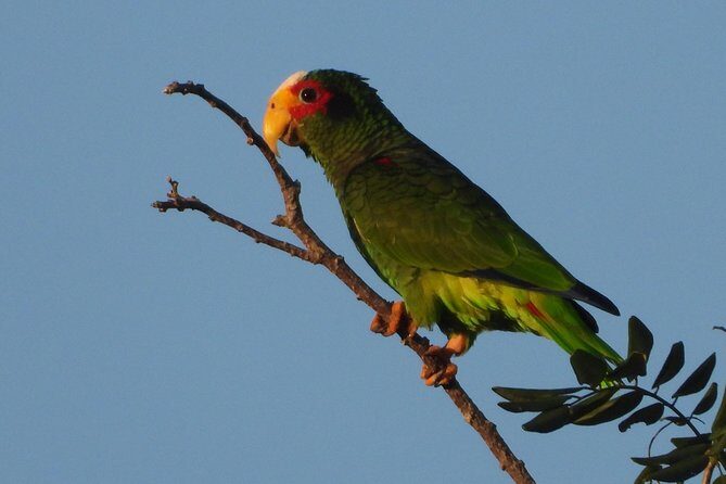 Birds of the Mayan World 1 - An In-Depth Look at the Tour Experience