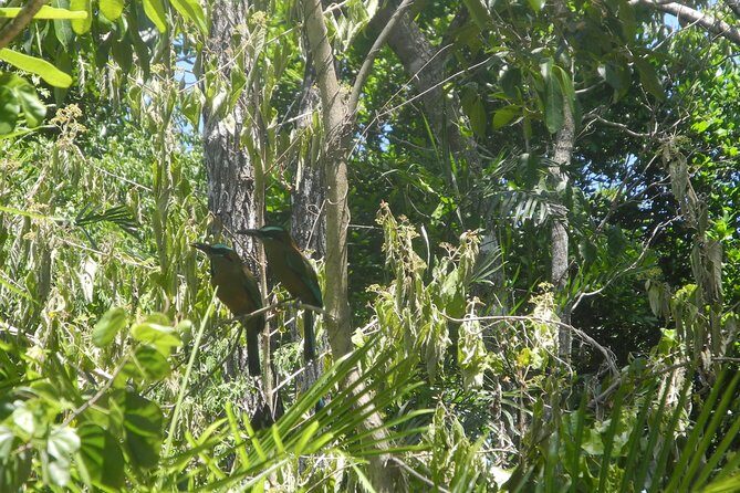 Birds of the Mayan World 2 / Route of the cenotes - Key Points