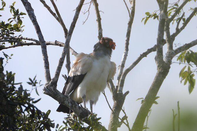 Birds of the Mayan World 2 / Route of the cenotes - Final Thoughts on Value and Experience