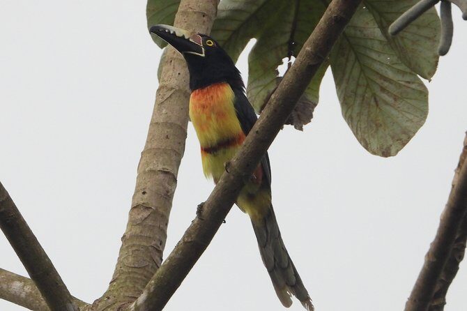 Birds of the Mayan World 2 / Route of the cenotes - FAQs