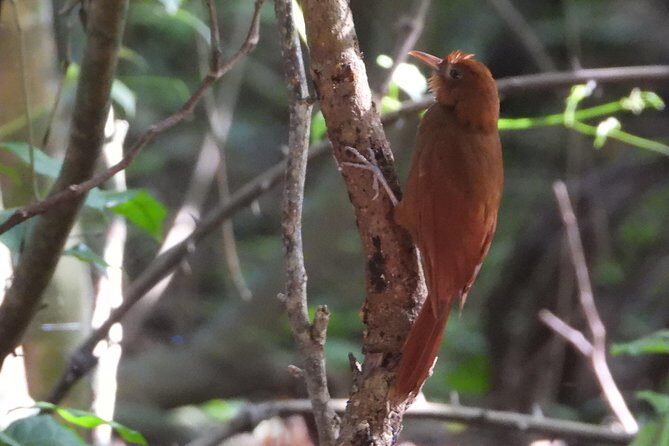 Birds of the Mayan World 3 - The Experience in Detail: What You Can Expect