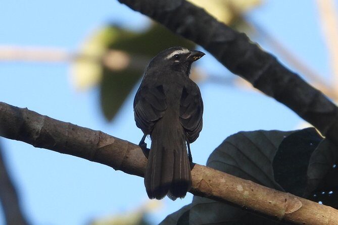 Birds of the Mayan World 3 - Why This Tour Is a Great Choice