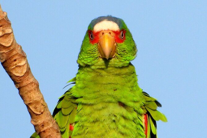 Birds of the Mayan World 3 - Frequently Asked Questions