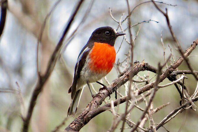 Birds of Yarnbala - Exploring the Yarnbala Bird Tour in Port Lincoln