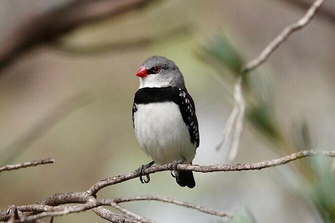 Birds of Yarnbala - Who Will Love This Tour?