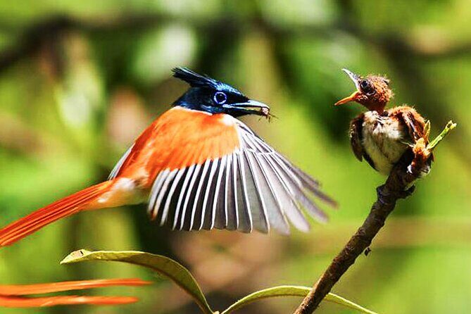 Birds, Wildlife and Culture of Sri Lanka (11 Days) - Starting in Colombo and Galle: A Coastal Introduction