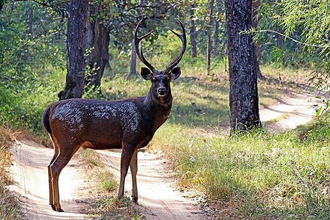 Birds, Wildlife and Culture of Sri Lanka (11 Days) - Horton Plains and High-Altitude Wildlife