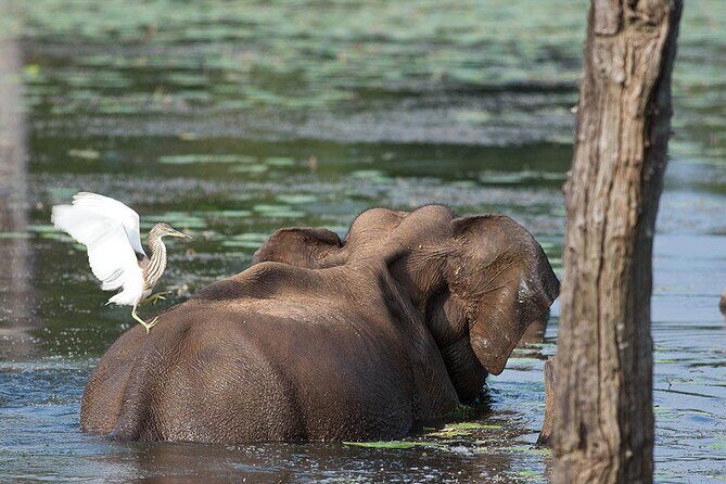 Birds, Wildlife and Culture of Sri Lanka (11 Days) - Kandy: Cultural Heartland