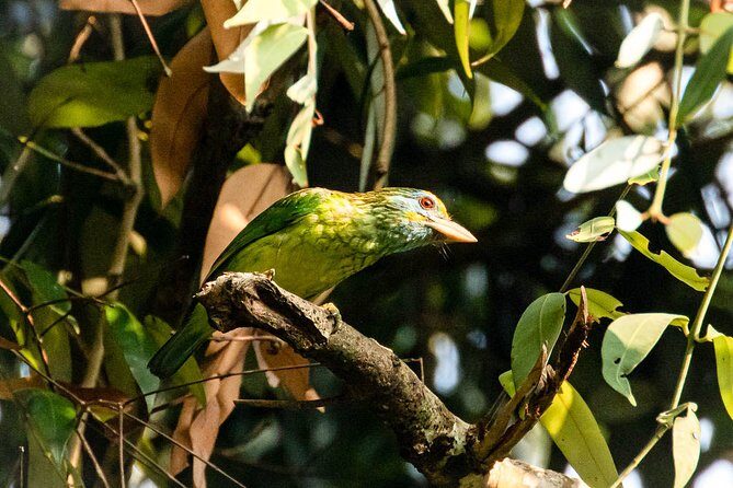 Birds, Wildlife and Culture of Sri Lanka (11 Days) - Sigiriya and the Ancient Fortress