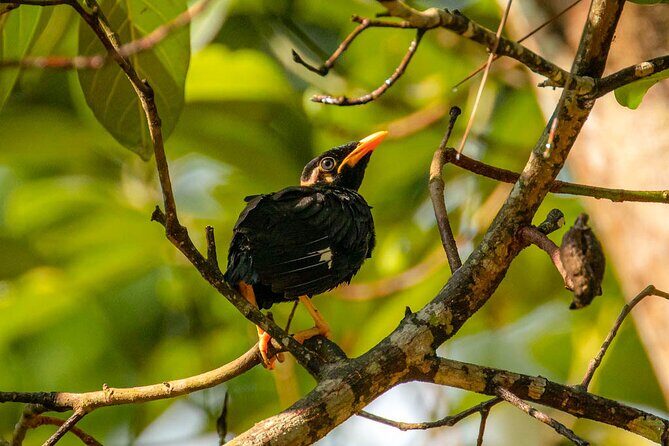 Birds, Wildlife and Culture of Sri Lanka (11 Days) - Final Cultural Stop and Departure
