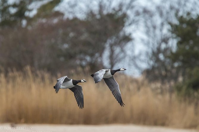 BIRDWATCH - Premium Guided Canoe Tour at Cape Vente, Nemunas Delta Regional Park - Intimate Canoeing Experience