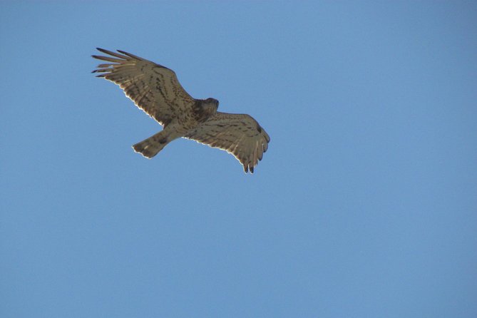 Birdwatching at Ria de Alvor - The Sum Up: Is It Worth It?