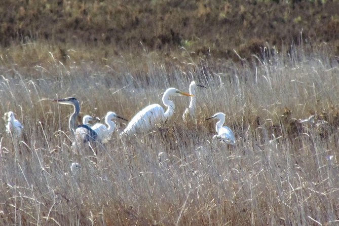 Birdwatching at Ria de Alvor - Frequently Asked Questions
