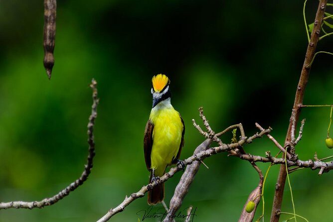 Birdwatching at The Mayan Cities with certified guide - Practical details and booking considerations