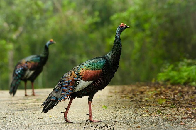 Birdwatching at The Mayan Cities with certified guide - Who should consider this tour?