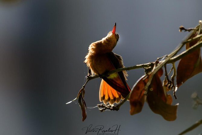 Birdwatching at The Mayan Cities with certified guide - FAQ