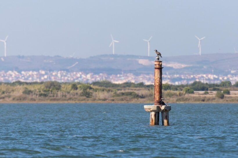 Birdwatching Boat Tour in the Tagus Estuary - The Sum Up