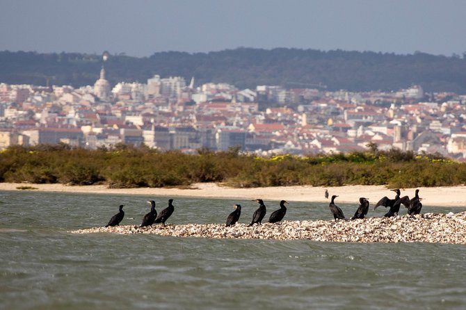 Birdwatching Boat Tour so Close to Lisbon - Inclusions and Safety Measures
