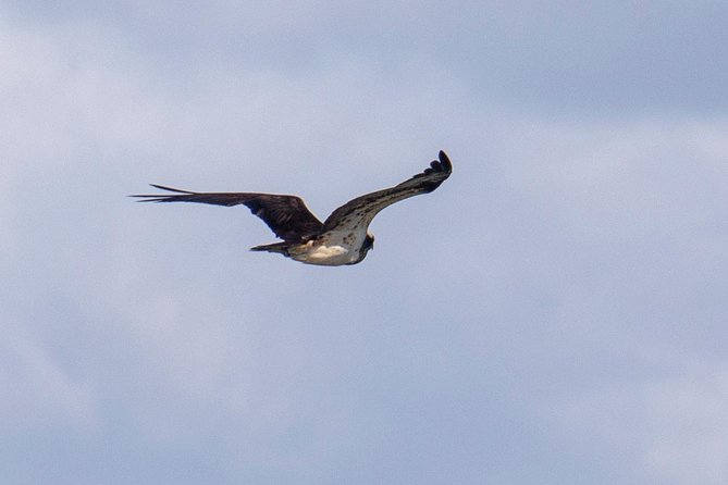 Birdwatching Boat Tour so Close to Lisbon - Tour Experience and Wildlife