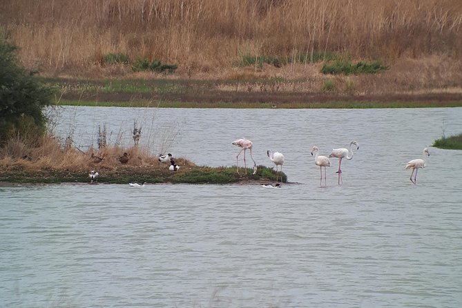 Birdwatching Boat Tour so Close to Lisbon - Customer Feedback and Reviews