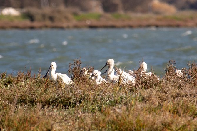 Birdwatching Boat Tour so Close to Lisbon - Discovering the Tagus Estuarys Avian Wonders
