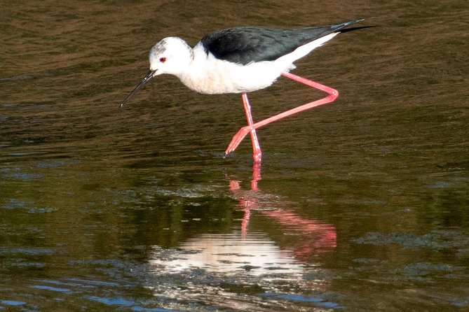 Birdwatching Boat Tour so Close to Lisbon - Preparing for an Unforgettable Birdwatching Adventure