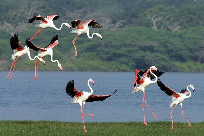 Birdwatching by Boat at Kalametiya Sanctuary - Key Points