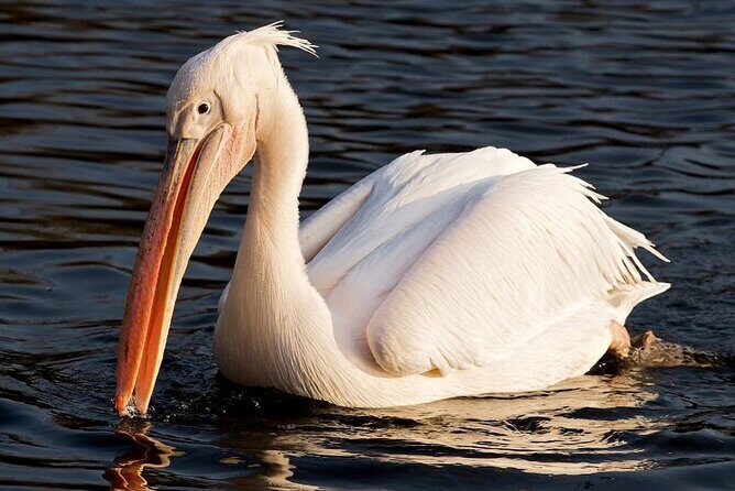 Birdwatching by Boat at Kalametiya Sanctuary - The Value of This Experience
