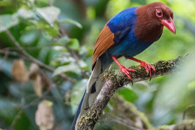 Birdwatching by Boat at Kalametiya Sanctuary - FAQ
