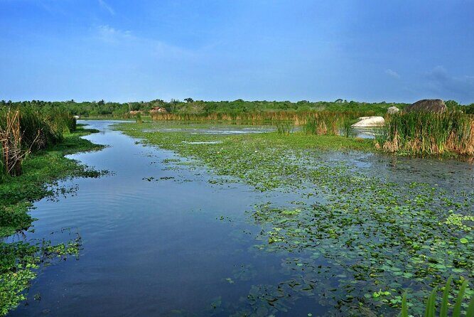 Birdwatching by Boat at Kalametiya Sanctuary - Final Thoughts