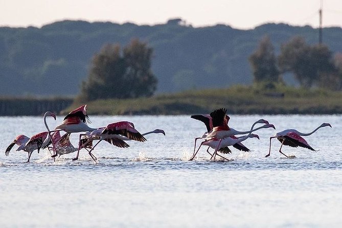 Birdwatching by Boat in a Small Group in the Pialassa Baiona - Pricing and Booking Details