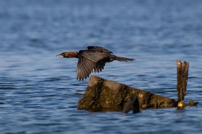Birdwatching by Boat in a Small Group in the Pialassa Baiona - Highlights of the Birdwatching Tour