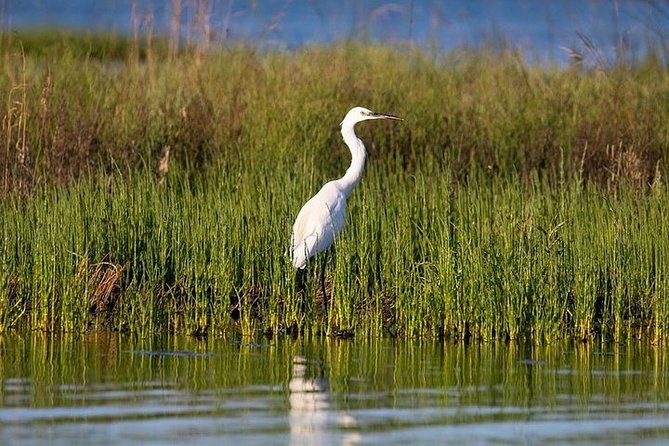 Birdwatching by Boat in a Small Group in the Pialassa Baiona - Specialized Equipment and Guides