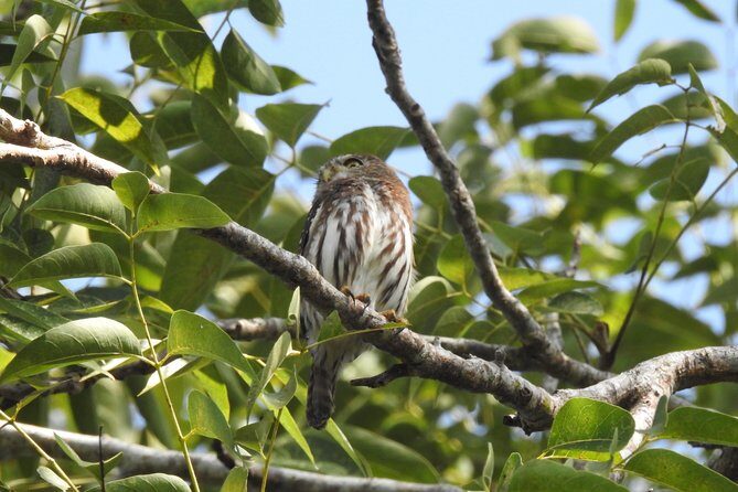 Birdwatching Cancun - FAQs About Birdwatching Cancun