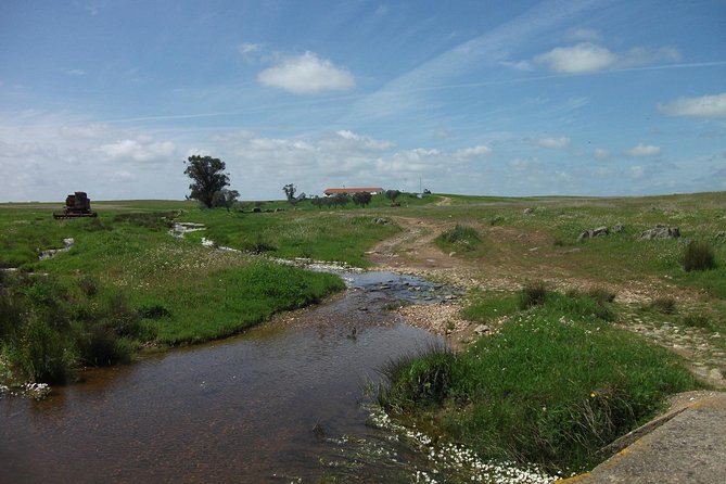 Birdwatching day around Castro Verde - Exploring the Birdwatching Day Around Castro Verde: A Practical Guide