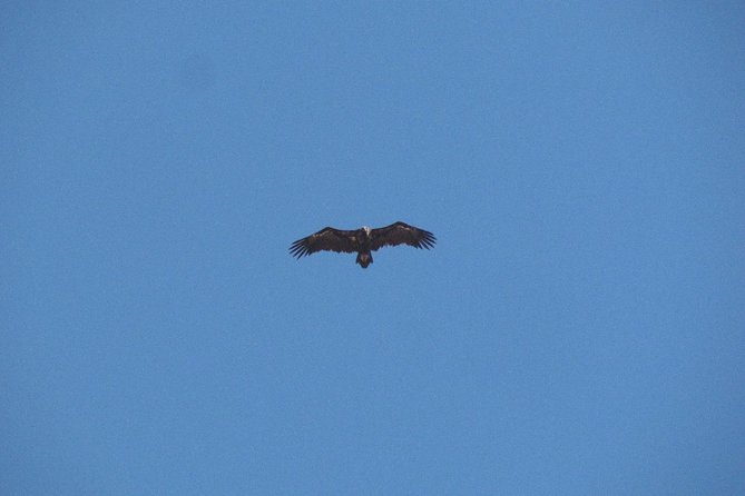 Birdwatching day around Castro Verde - A Close Look at the Experience