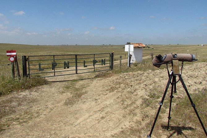 Birdwatching day around Castro Verde - Authentic Perspectives from Past Participants