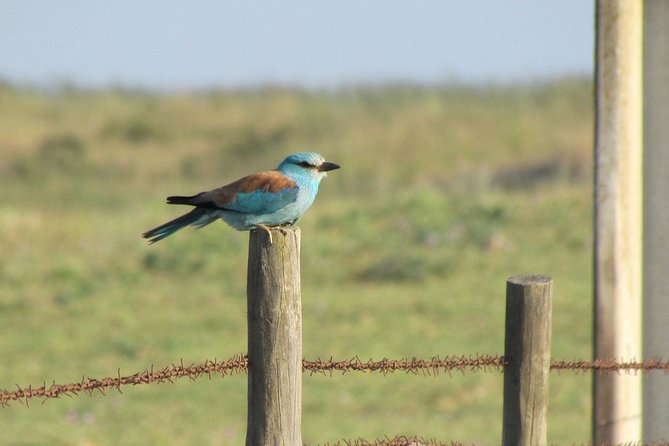 Birdwatching day around Castro Verde - Frequently Asked Questions