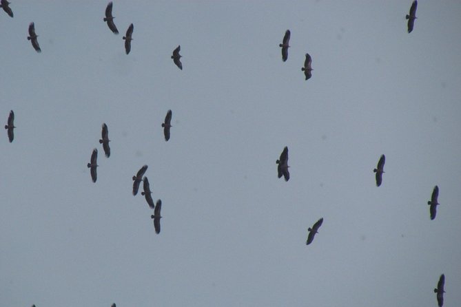 Birdwatching day around Sagres - FAQ