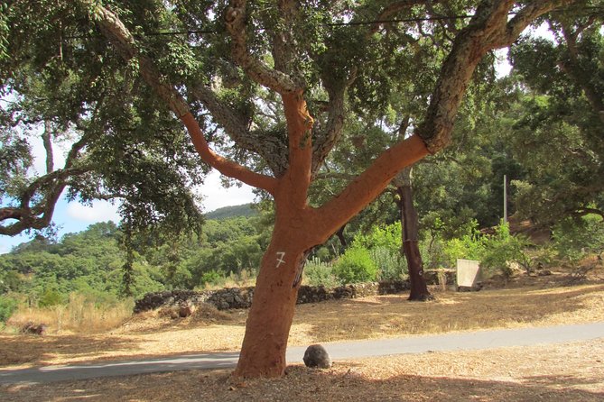 Birdwatching day in the Monchique hills - Key Points