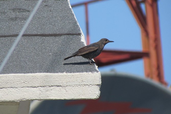 Birdwatching day in the Monchique hills - Who Should Consider This Tour?